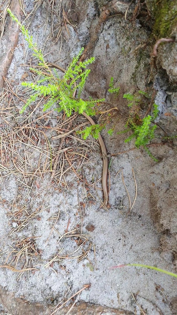 Common Slowworm from 7183 Randbøldal, Danmark on July 18, 2022 at 05:49 ...