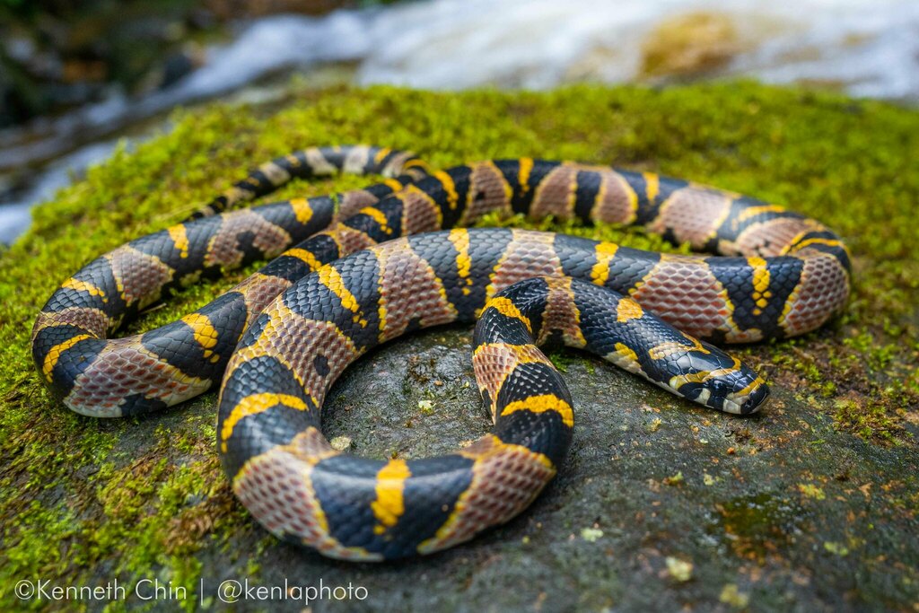 Mandarin Ratsnake from Lào Cai, Lao Cai, Vietnam on June 10, 2022 at 05 ...