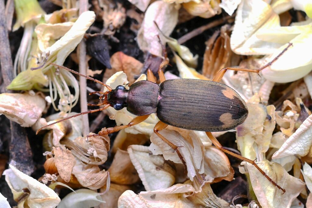 Chlaenius micans from 中国天津市南开区宾水西道35G4+Q2Q 邮政编码: 300391 on July 22 ...