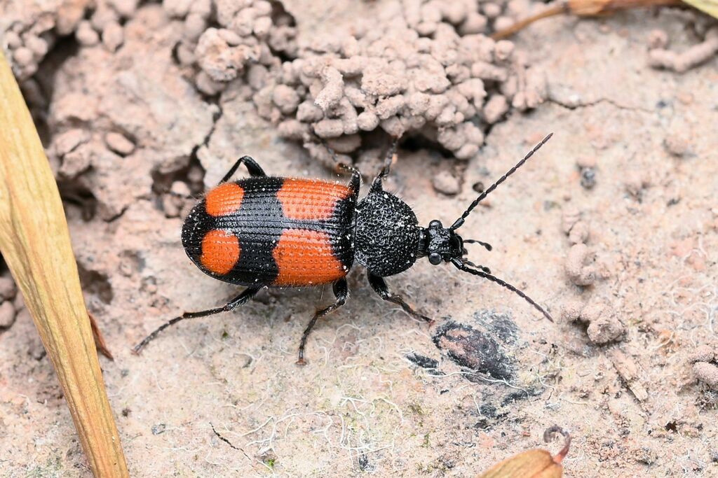 Panagaeus davidi from 中国天津市南开区宾水西道35G4+Q2Q 邮政编码: 300391 on July 22 ...