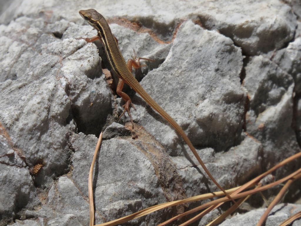 Snake-eyed Lizard from Турция on July 19, 2022 at 02:42 PM by Булгаков ...