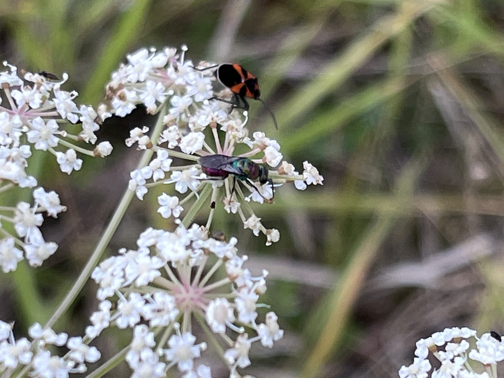 Hedychrum rutilans from 77630 Arbonne-la-Forêt, France on July 21, 2022 ...