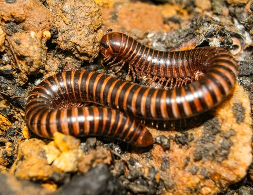 Subfamily Spirostreptinae · iNaturalist United Kingdom