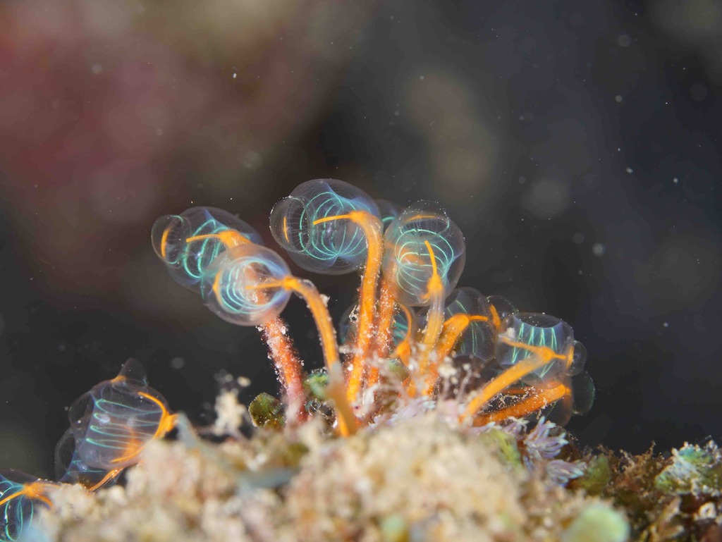 Clavelina auracea from Mtsamboro, YT on July 03, 2022 at 01:15 PM by ...
