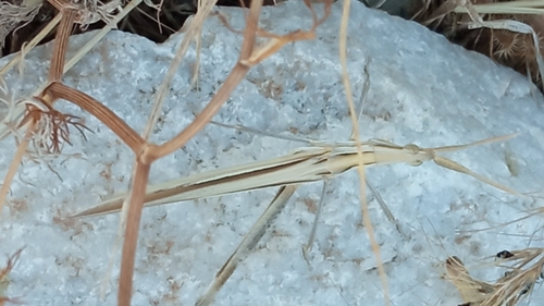 Truxalis annulata · iNaturalist