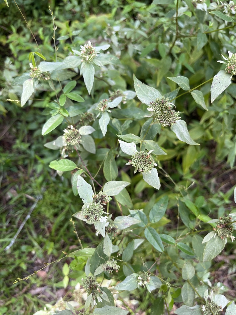 Florida Mountainmint from Lee, FL, US on July 22, 2022 at 03:01 PM by ...