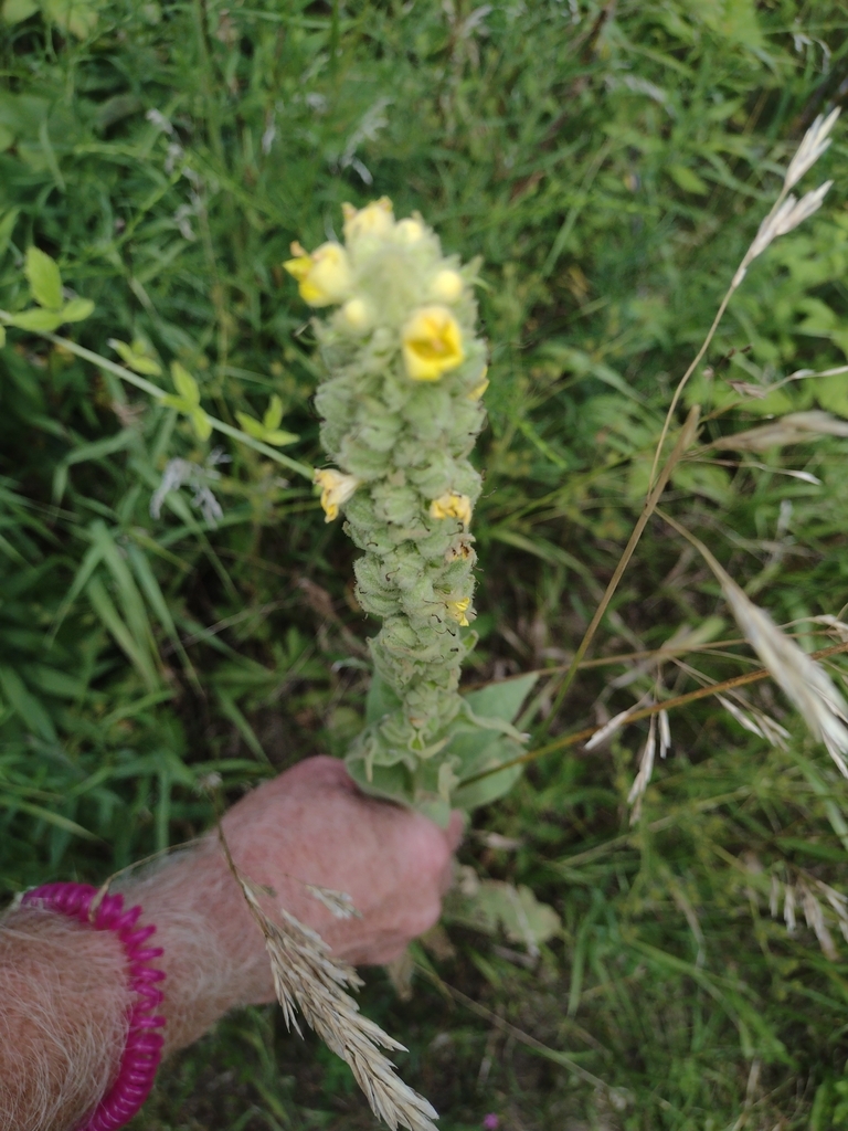 great mullein from Jefferson, WI, USA on July 22, 2022 at 12:07 PM by ...