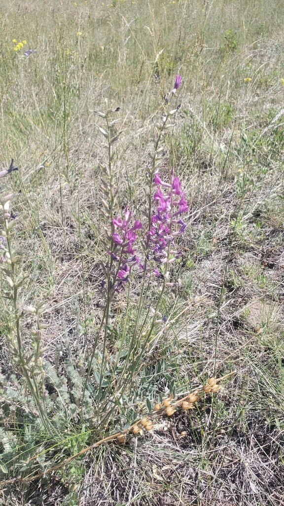 Lambert's Locoweed from Rocky Mountain, Rocky Mountain National Park ...