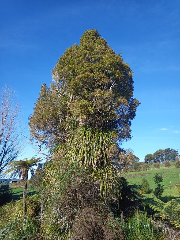 Swamp maire from Hauraki, NZ-WK, NZ on July 22, 2022 at 10:48 AM by ...