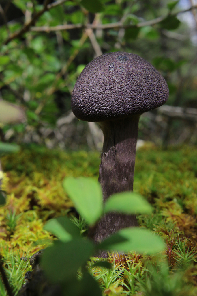 violet webcap from Healy, AK, USA on July 25, 2014 at 02:03 PM by Gregg ...