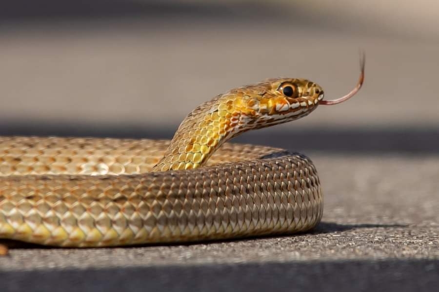 Eastern Montpellier Snake from Λέσβος 811 03, Ελλάδα on May 28, 2022 by ...