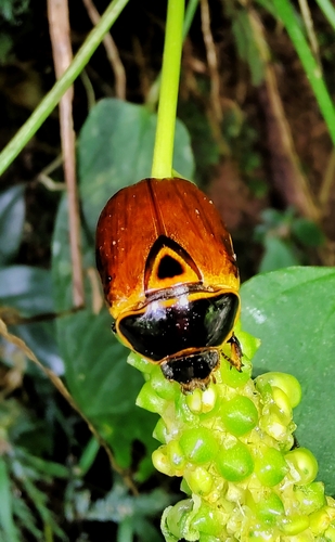 Lagochile chiriquina · iNaturalist