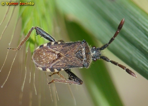 Genus Loxocnemis · iNaturalist