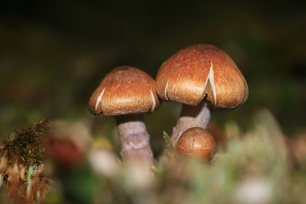 gassy webcap from Healy, AK, USA on August 1, 2014 at 04:59 PM by Gregg ...