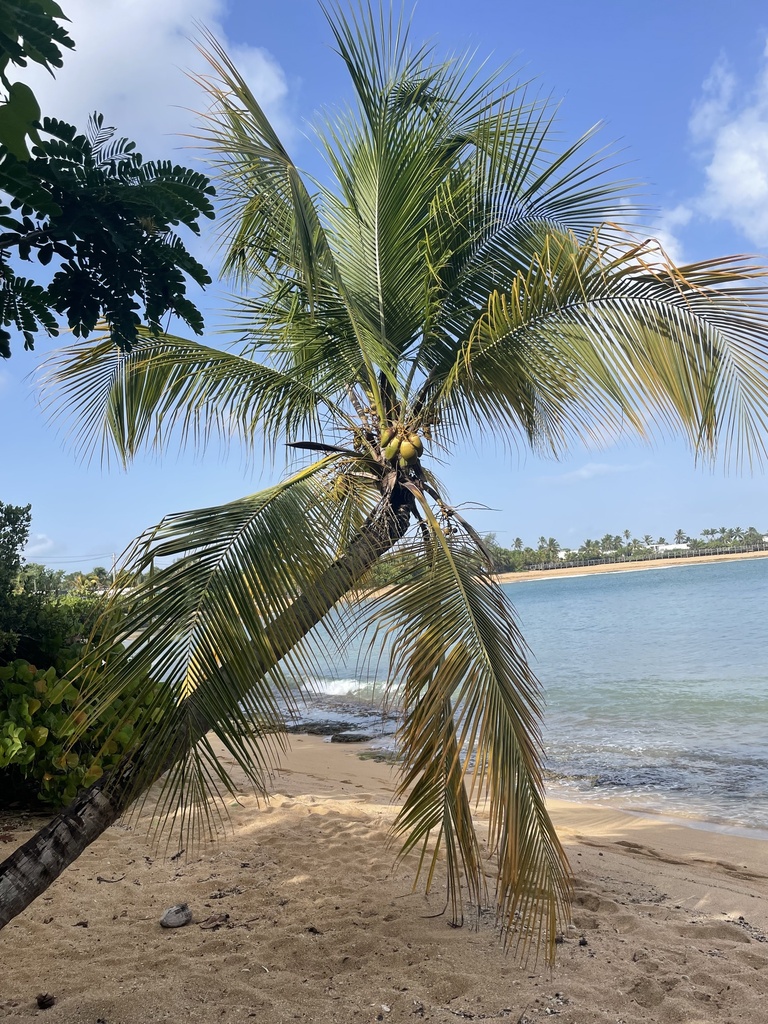 coconut palm from Puerto Rico, Loíza, Puerto Rico, US on July 22, 2022 ...