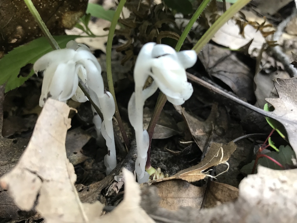 Ghost Pipe from 2129 W Houghton Lake Dr, Houghton Lake, MI, US on July ...