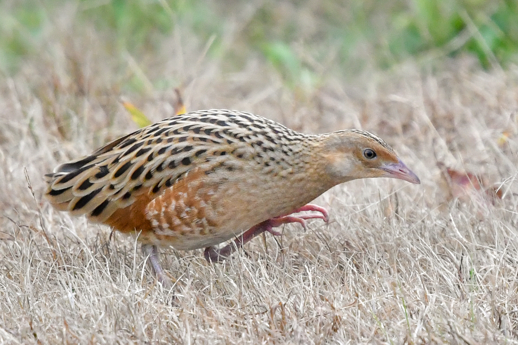 Corn Crake from Suffolk County, NY, USA on November 8, 2017 at 02:31 PM ...