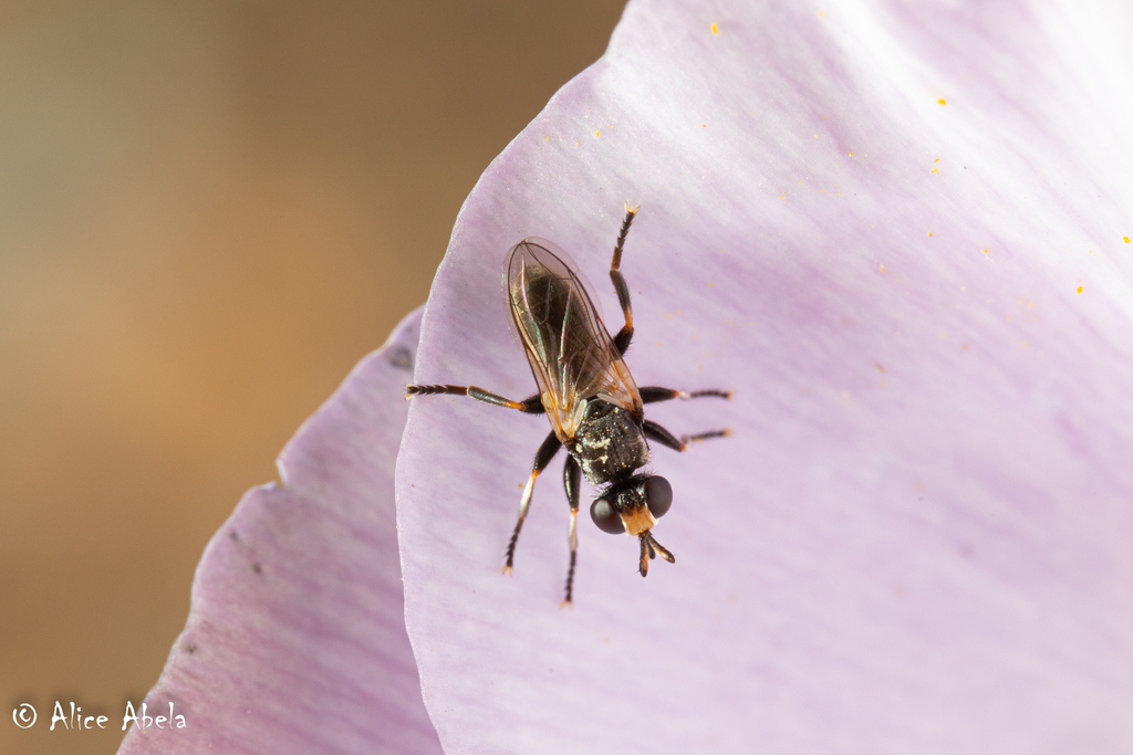Thecophora propinqua from Bodfish, California, United States on May 29 ...