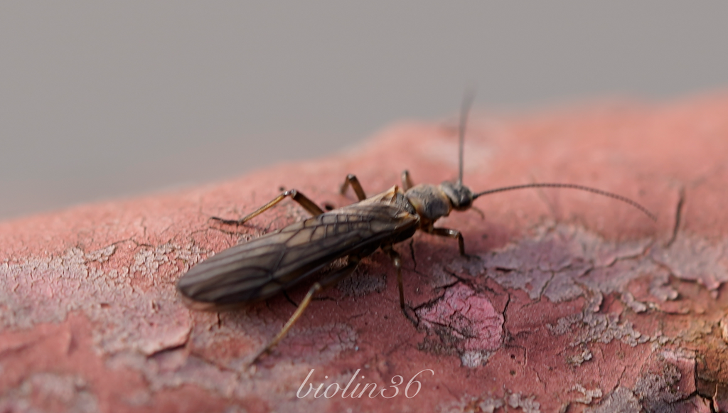 Nemoura nankinensis from 中国镇江市句容市宝华山 邮政编码: 212415 on February 01, 2022 ...