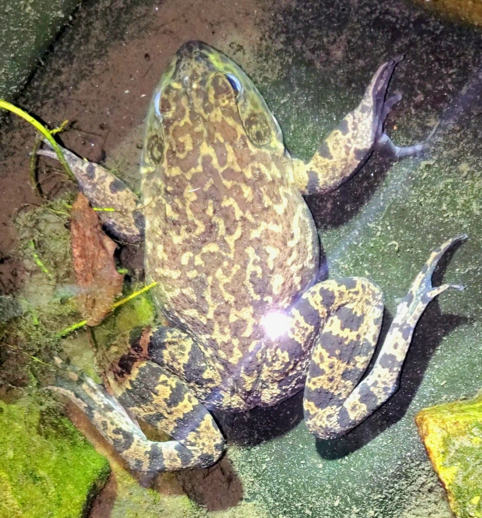 American Bullfrog from Clarksville, MD 21029, USA on July 22, 2022 at ...