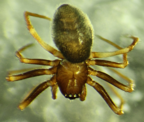 Diplocephalus subrostratus · iNaturalist