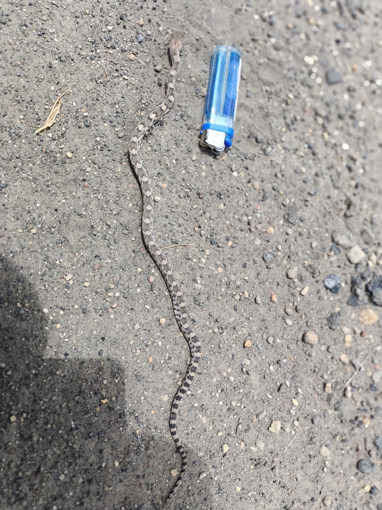 Mexican Bull Snake from 73957 Pue., México on July 17, 2022 at 02:29 PM ...