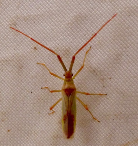 Rayieria kennedyi · iNaturalist