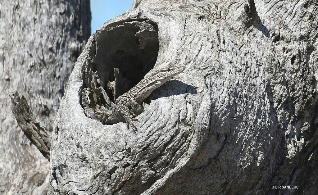 Freckled Monitor from Minerva QLD 4722, Australia on July 23, 2022 at ...