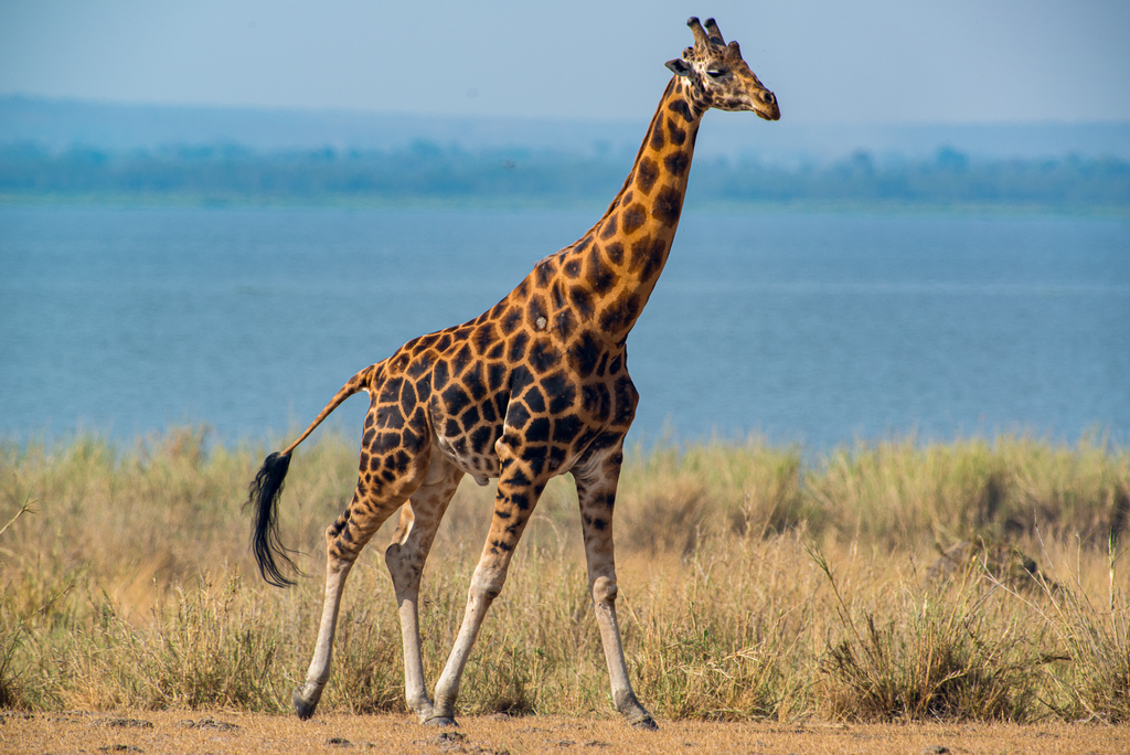 Rothschild's Giraffe in March 2014 by ToutTerrain · iNaturalist
