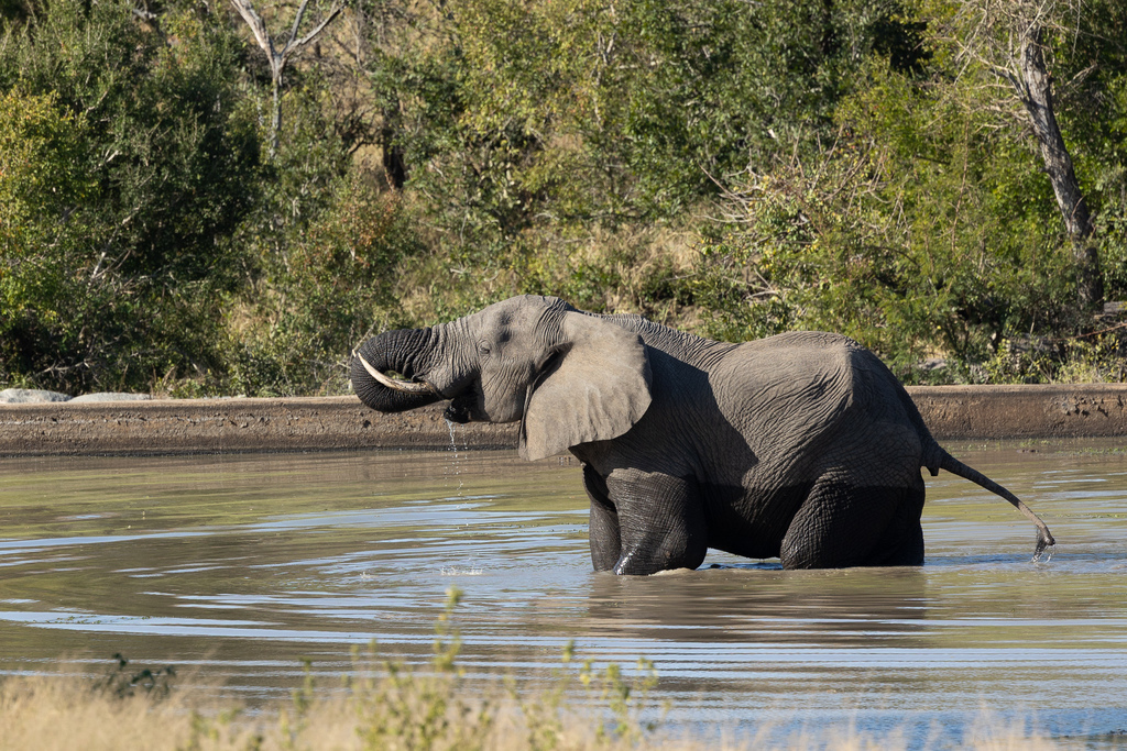 Savannah Elephant in July 2022 by gerhards. Bull · iNaturalist
