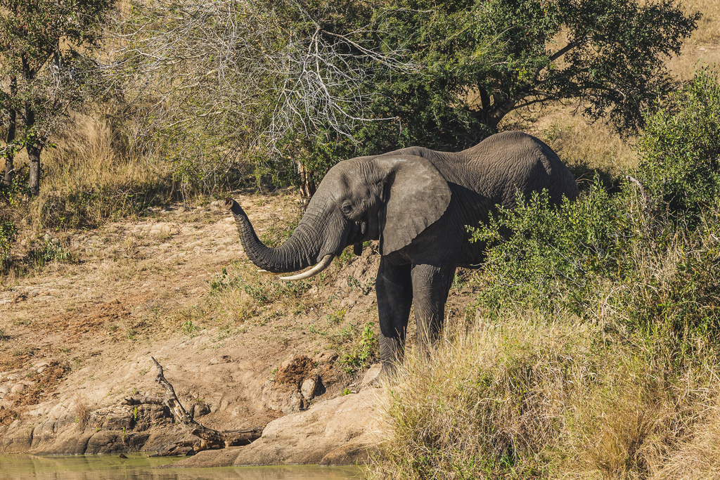 Savannah Elephant in July 2022 by gerhards. Bull testing for safety ...