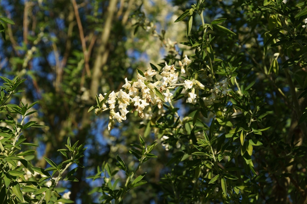 Tree lucerne from Raukawa Road, Raukawa, Hawke's Bay on July 17, 2015 ...