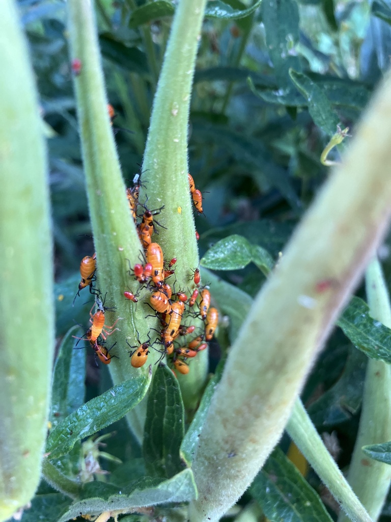 Large Milkweed Bug from Elk Ridge Dr, Stephenville, TX, US on July 23 ...