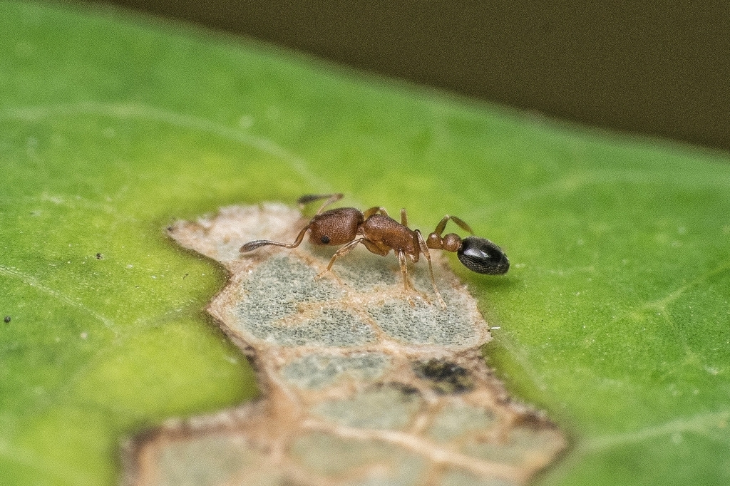 Lesser Sneaking Ant from Erode on July 23, 2022 at 09:58 AM by murali ...
