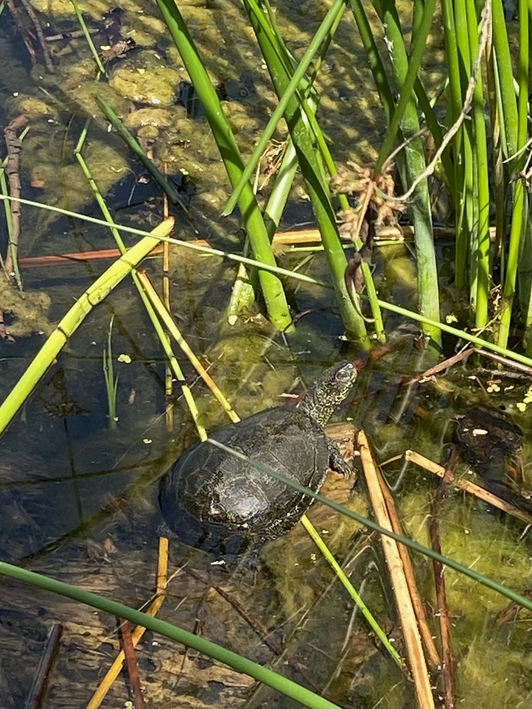 European Pond Turtle in July 2022 by Liza Melnyk · iNaturalist