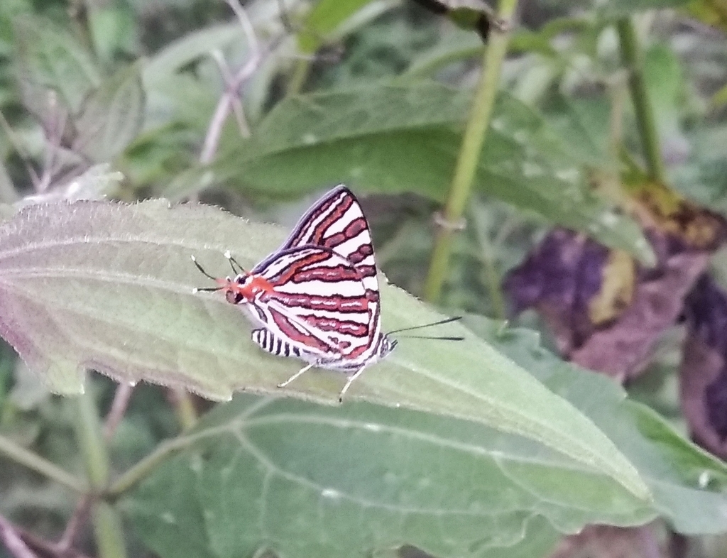 Common Silverline from WG53+47G, RR Nagar, Bengaluru, Karnataka 560098 ...