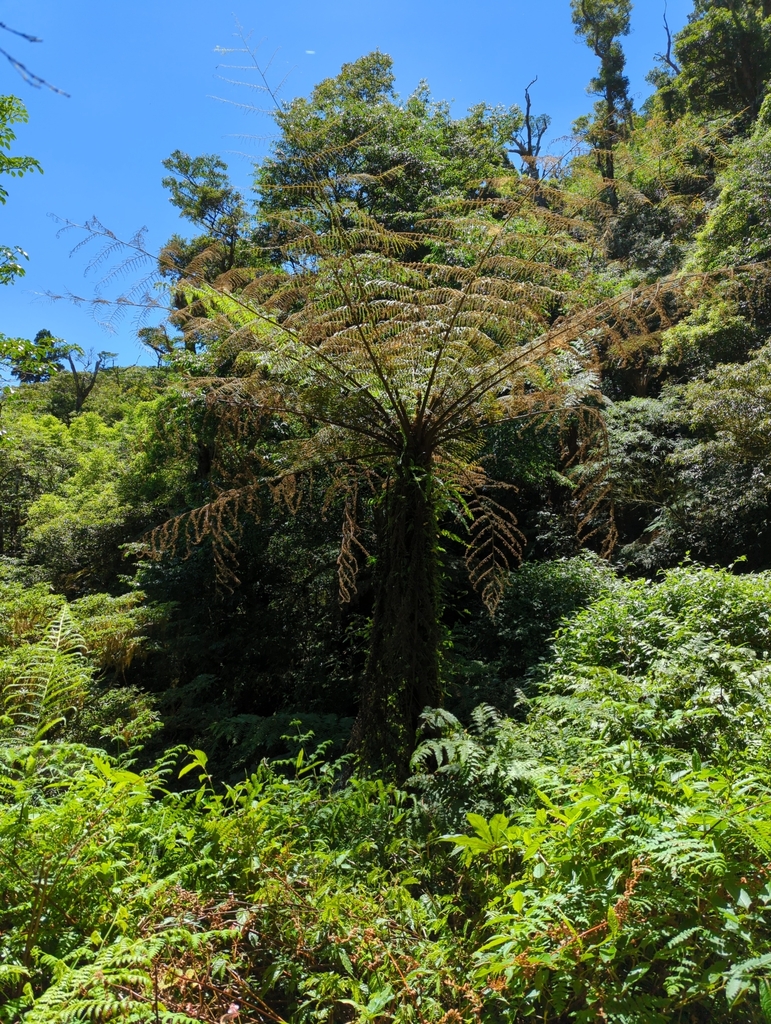 Spiny Tree Fern from 942台灣屏東縣春日鄉力里村 on July 23, 2022 at 10:21 AM by ...