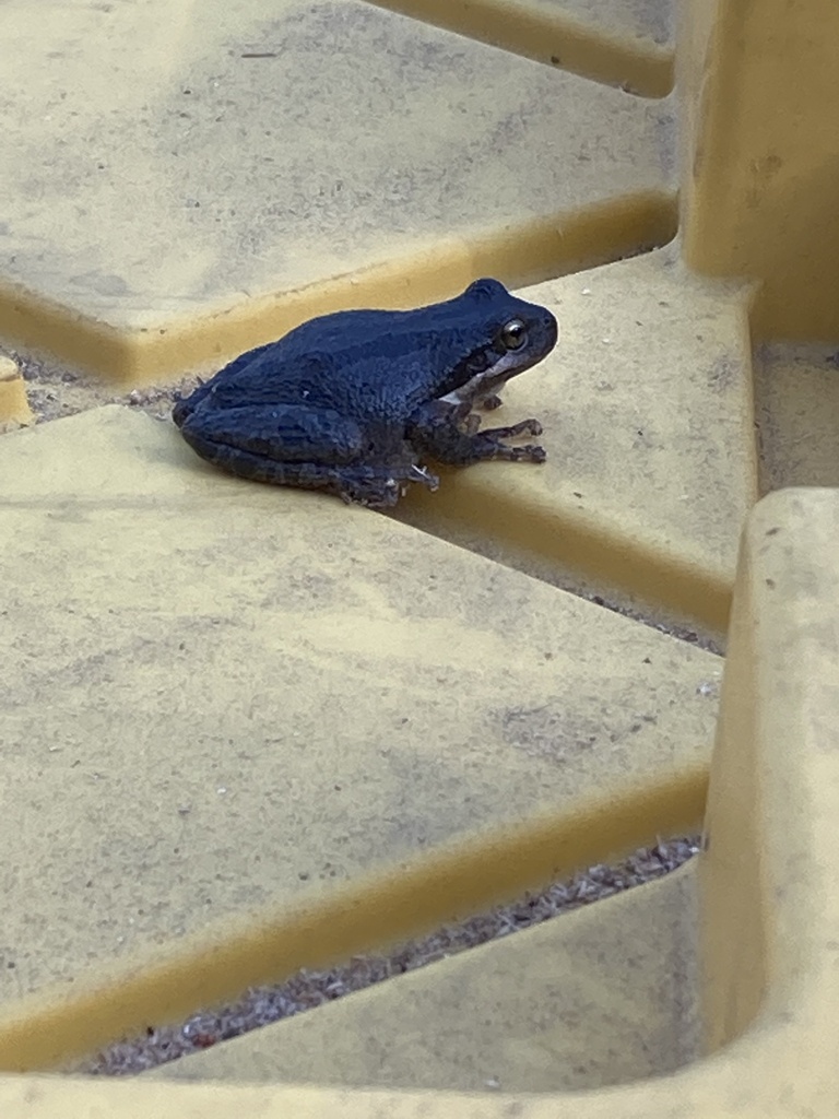 Sierran Tree Frog from E Ogara Rd, Harrison, ID, US on July 23, 2022 at ...