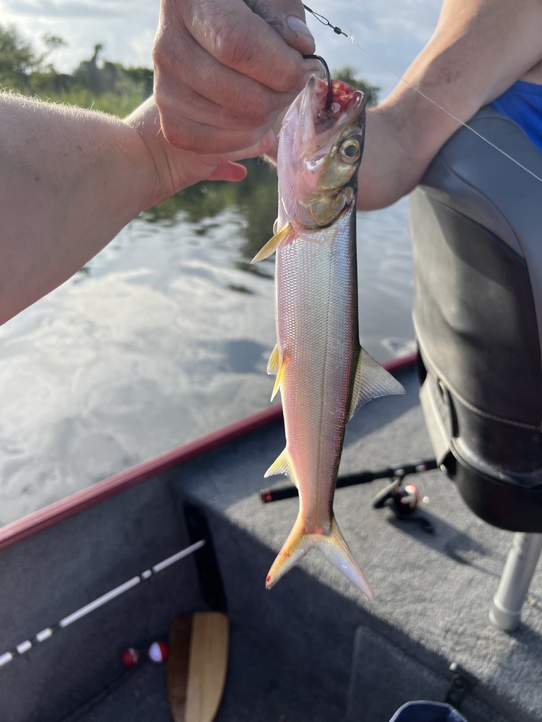 Ladyfish from Neches River, Beaumont, TX, US on July 23, 2022 at 08:03 ...