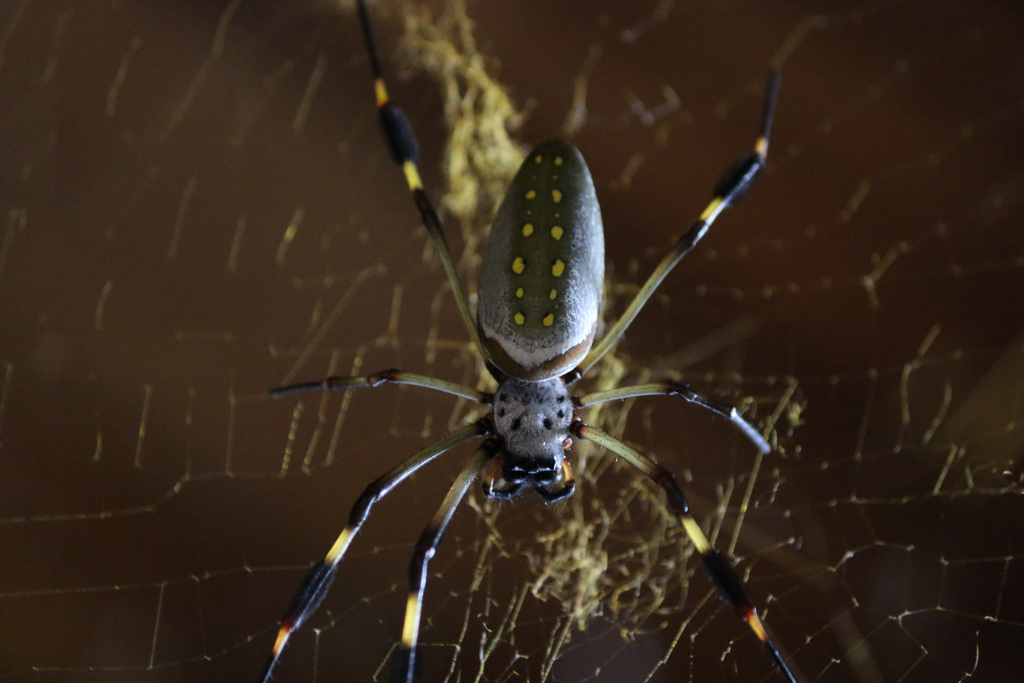 Golden Silk Spider from Puntarenas Province, Monteverde, Costa Rica on ...
