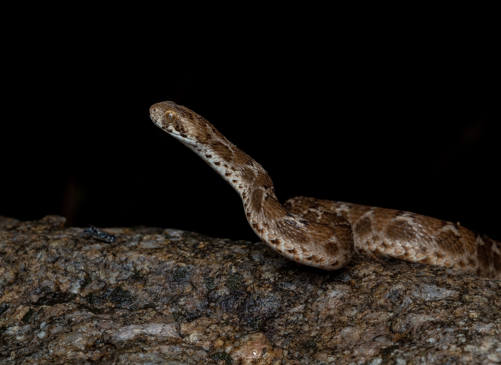 Saw-scaled Viper from Devarayanadurga on July 16, 2022 at 07:56 PM by ...