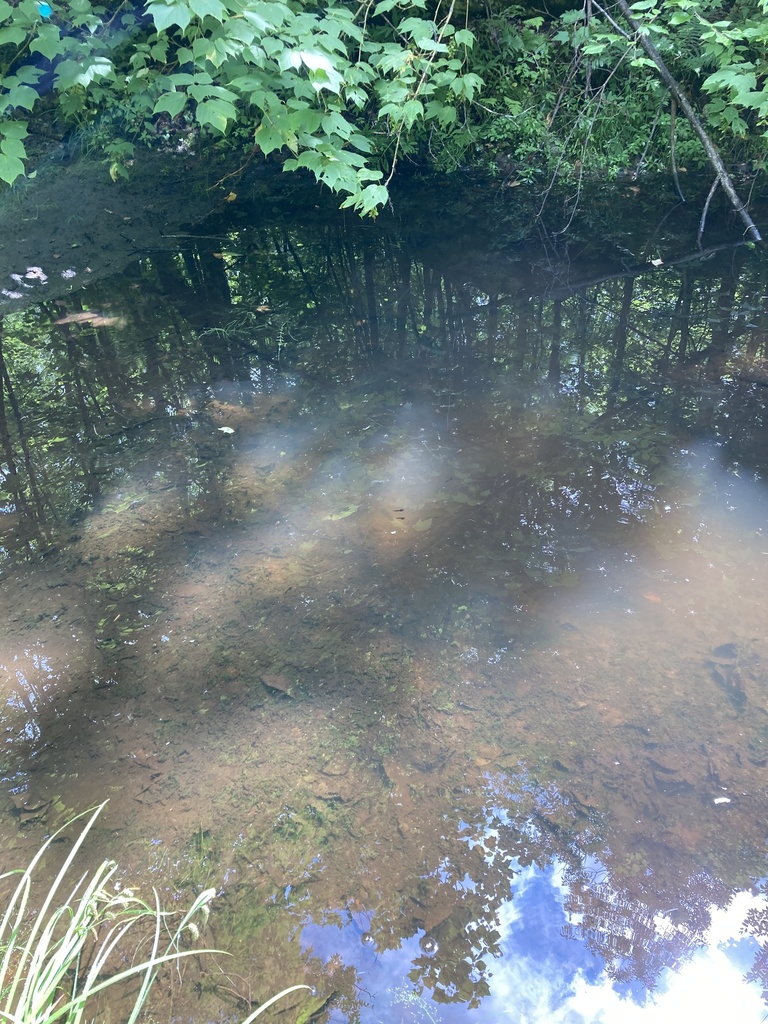 Wood Frog from Canaan, NH, US on July 19, 2022 at 11:43 AM by Arianwen ...
