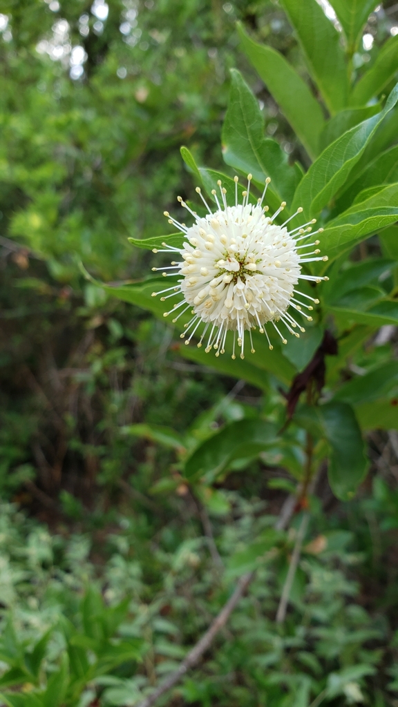 buttonbush from Smithville, TX 78957, USA on July 21, 2022 at 09:17 AM ...