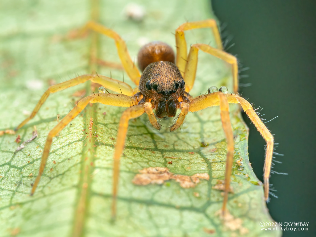 Wolf Spiders and Allies from Waita Lodge, Puerto Montúfar, Ecuador on ...