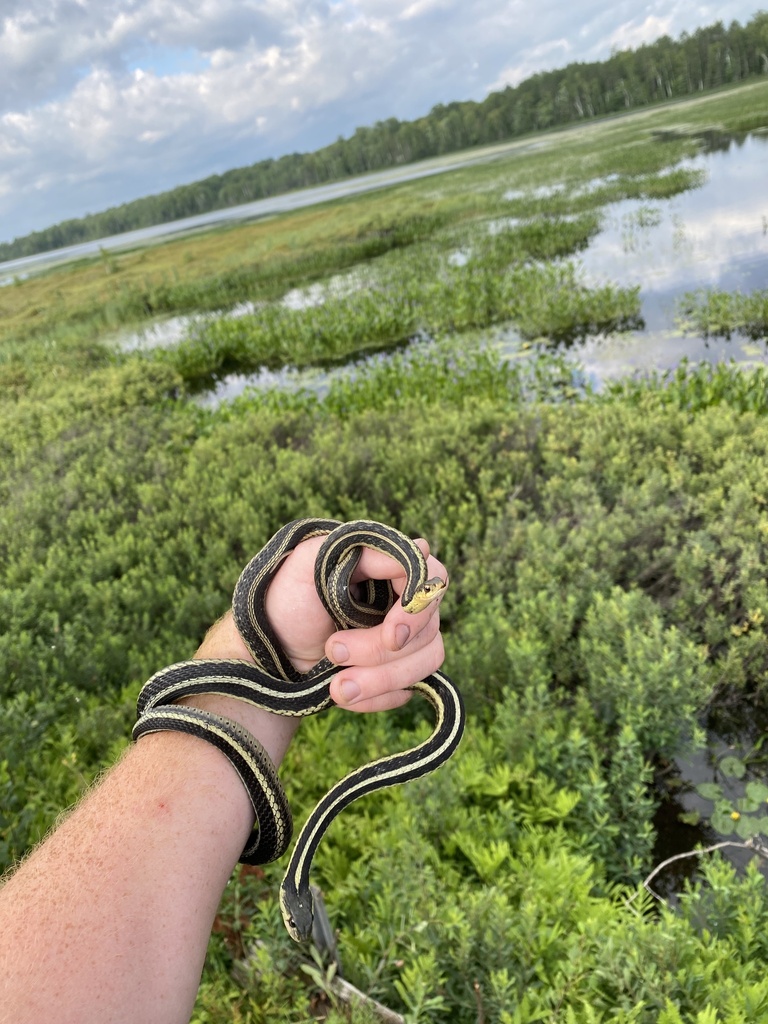 Common Garter Snake from Chequamegon-Nicolet National Forest, Clam Lake ...