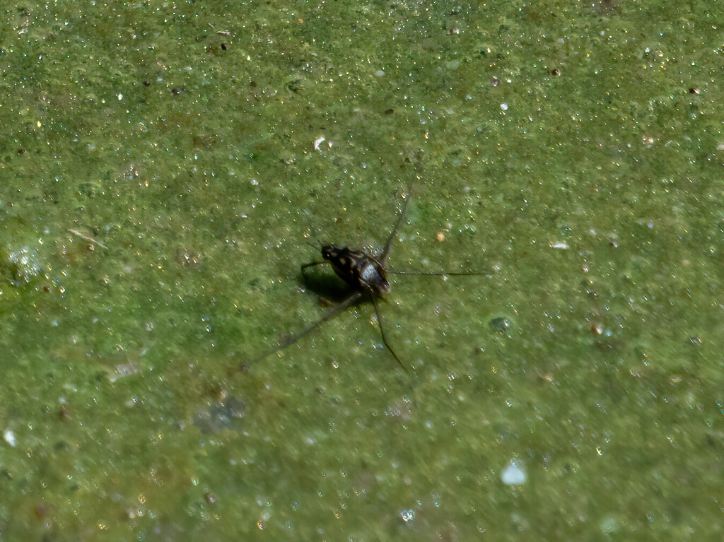 Trepobates from Chester County, PA, USA on July 23, 2022 at 09:39 AM by ...