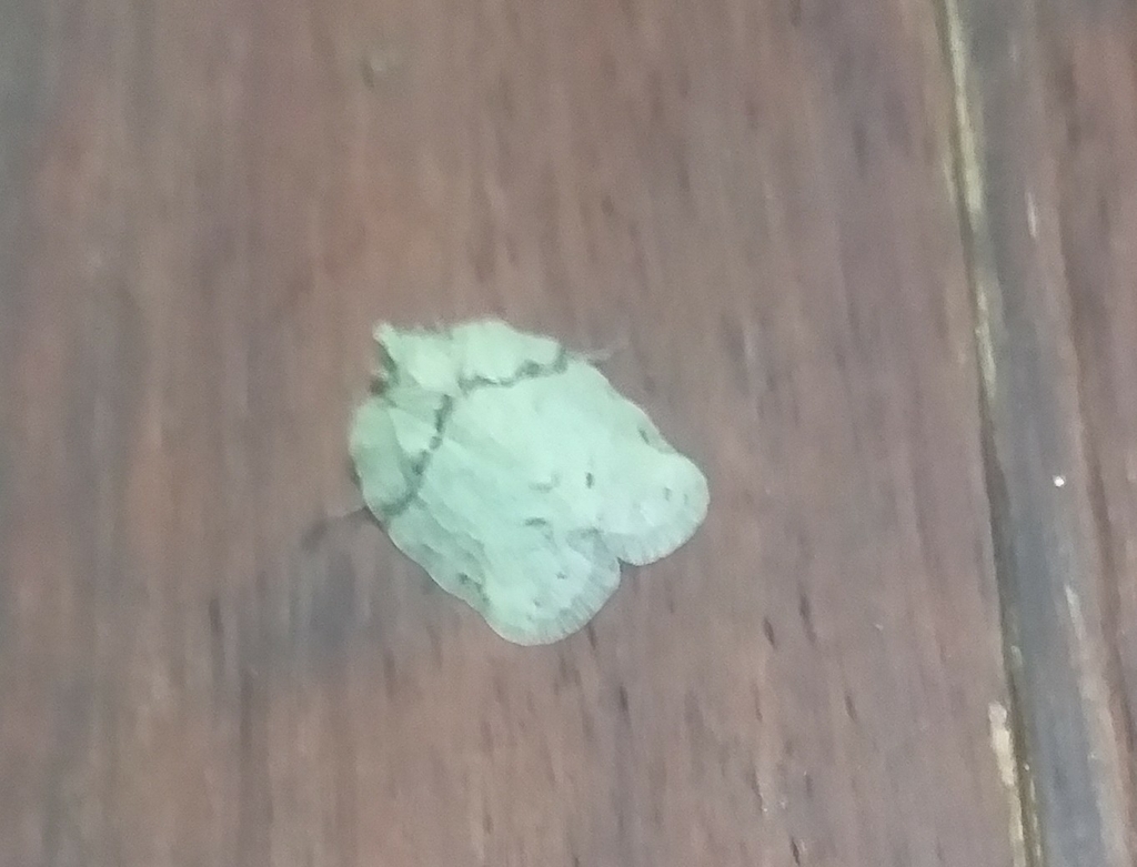Atracis from H65F+4CG, Vaduvanchal, Kerala 673581, India on July 23 ...