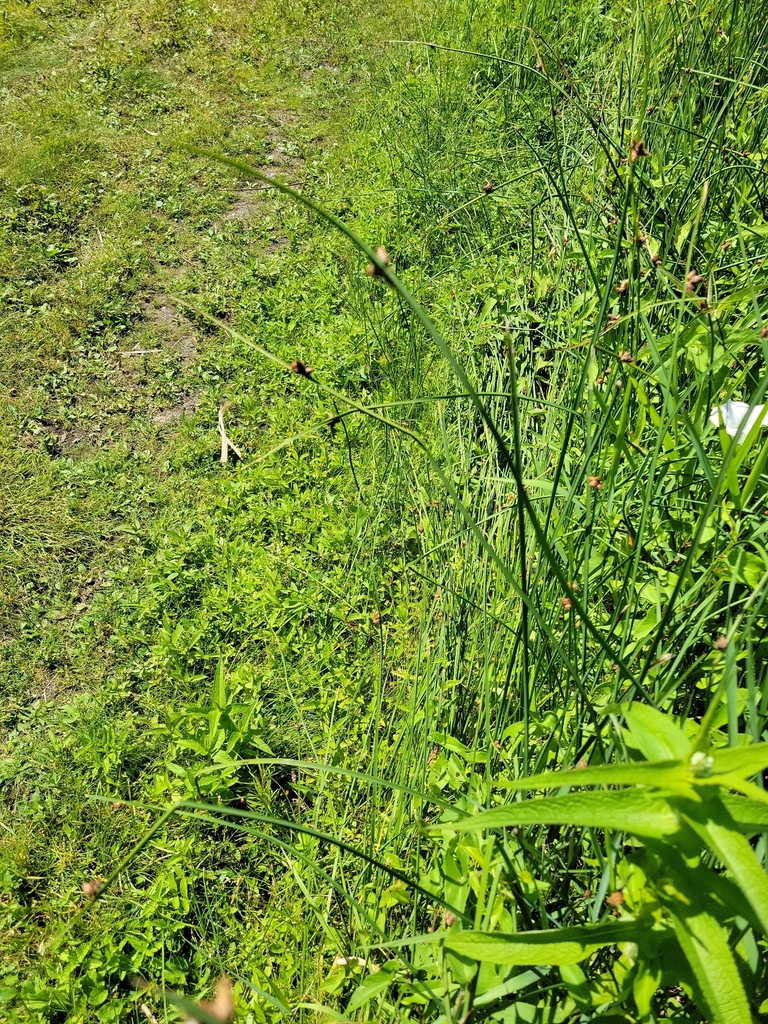 three-square bulrush from Brighton on July 23, 2022 at 01:52 PM by Lori ...