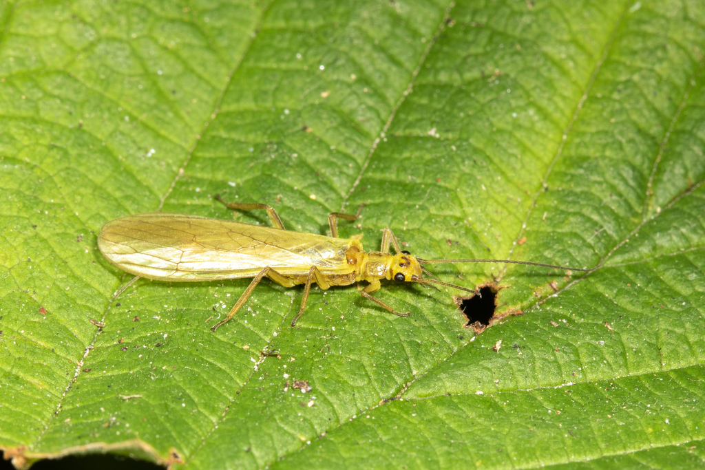 Isoperla from Graz Umgebung, Steiermark, Austria on July 23, 2022 at 04 ...