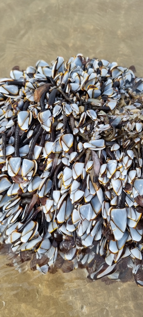 Goose Barnacles from Portrush, UK on July 23, 2022 at 04:23 PM by John ...